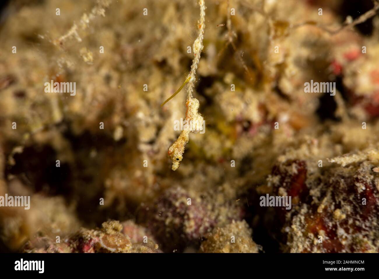 Lembeh Sea Dragon, thread pipefish, Kyonemichthys rumengani, is a ...