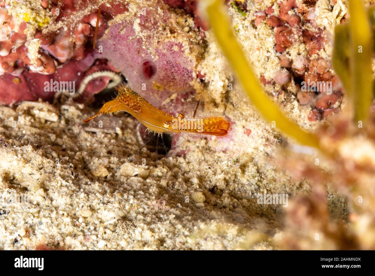 Long nose shrimp, Donald Duck Shrimp, Body length about 20 mm, Leander ...