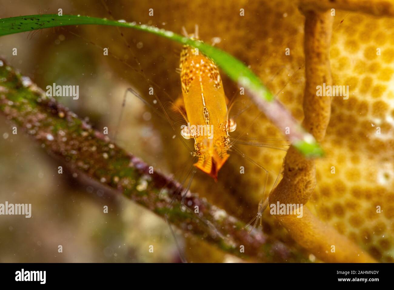 Long nose shrimp, Donald Duck Shrimp, Body length about 20 mm, Leander ...