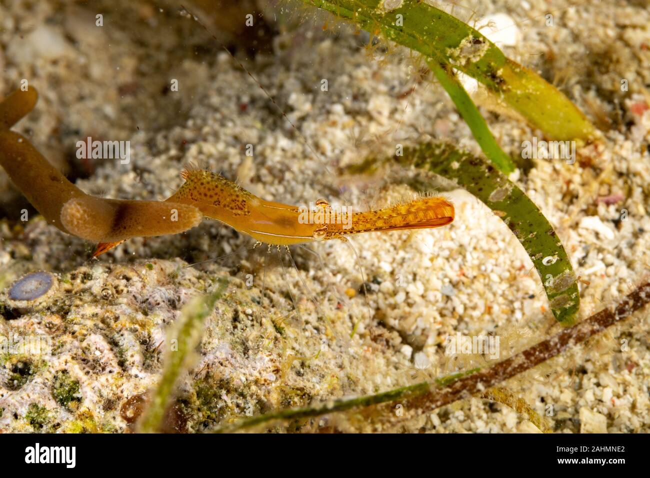 Long nose shrimp, Donald Duck Shrimp, Body length about 20 mm, Leander ...
