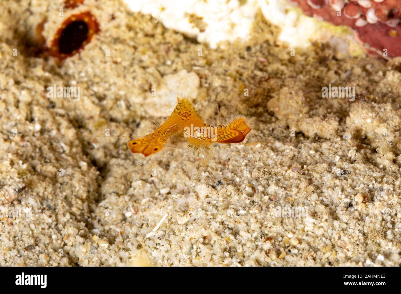 Donald duck shrimp leander plumosus hi-res stock photography and images ...