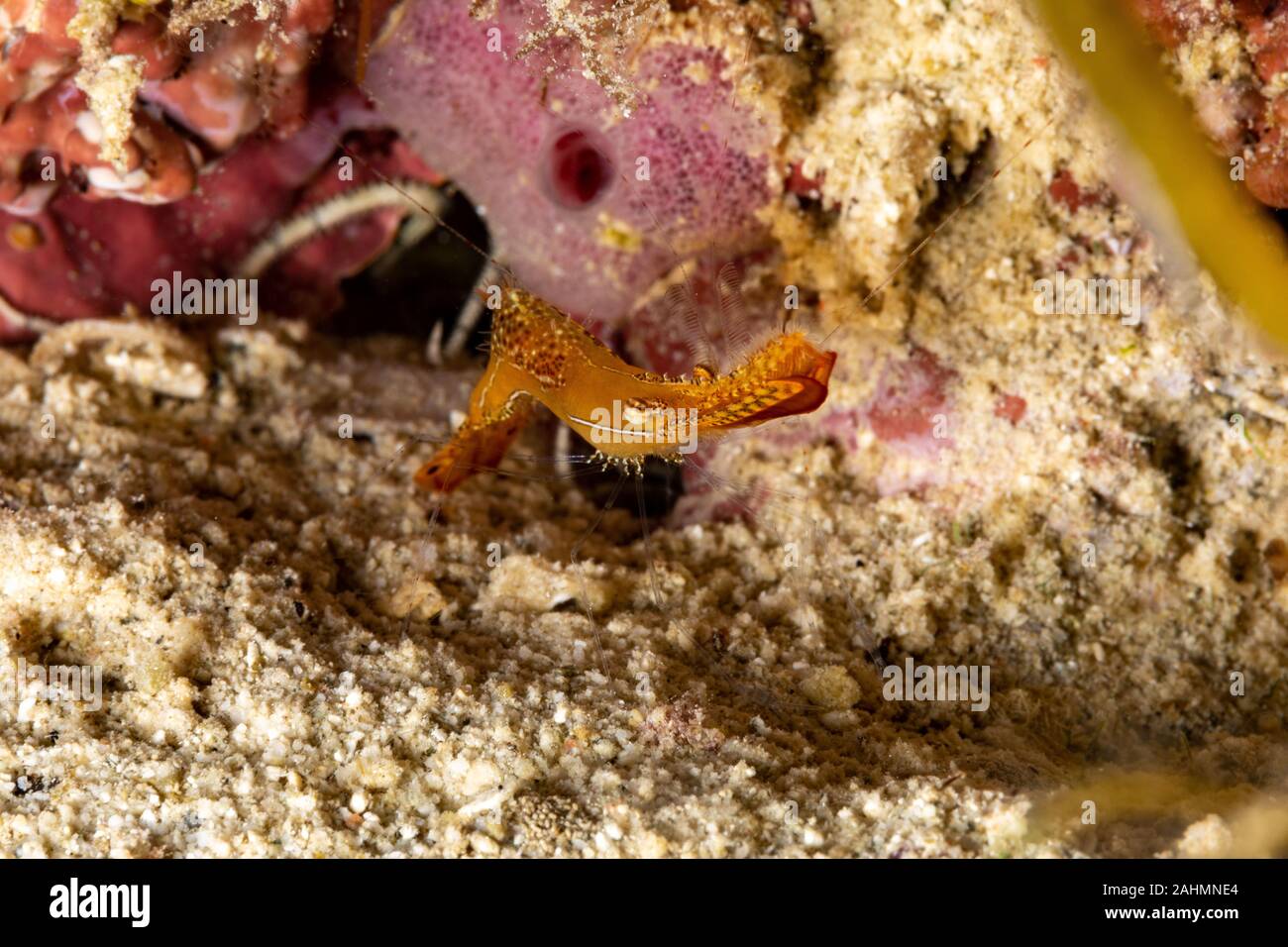 Long nose shrimp, Donald Duck Shrimp, Body length about 20 mm, Leander ...