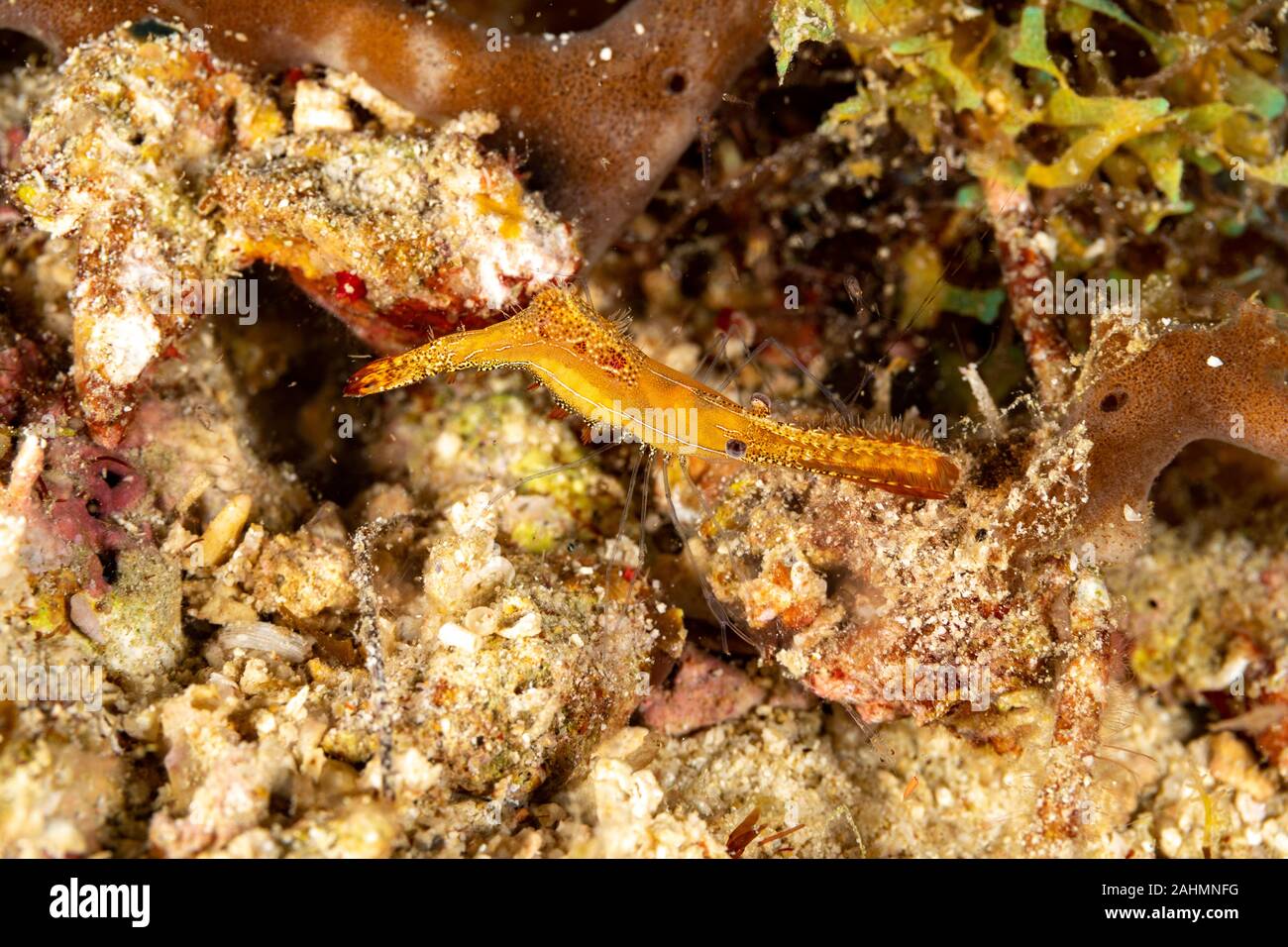 Long nose shrimp, Donald Duck Shrimp, Body length about 20 mm, Leander ...