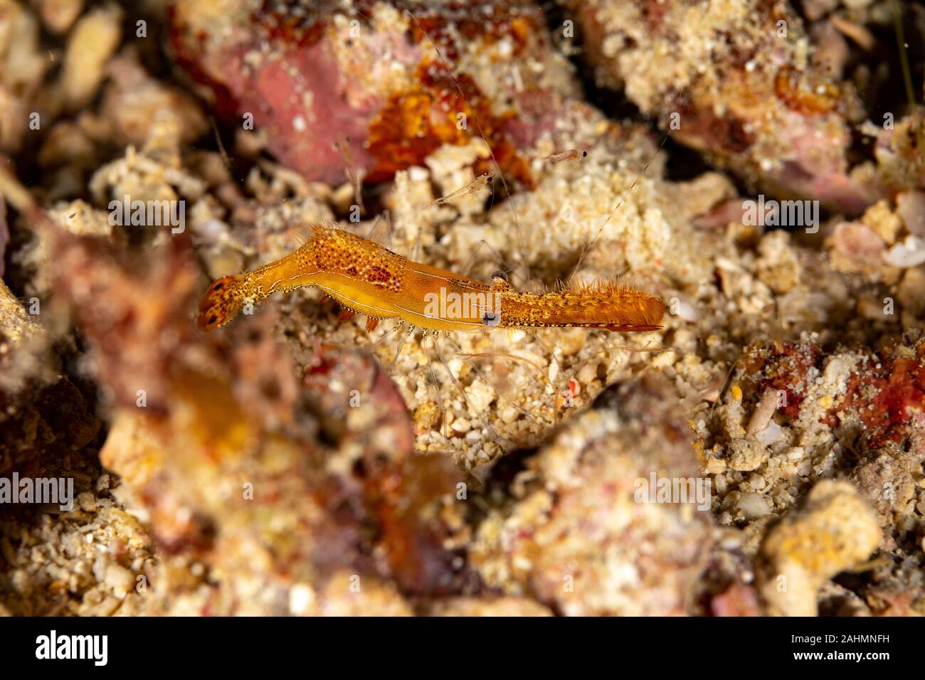 Long nose shrimp, Donald Duck Shrimp, Body length about 20 mm, Leander ...