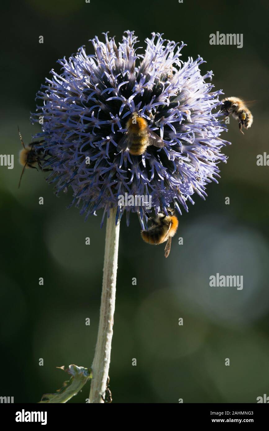 The Common Carder Bumblebee (Bombus Pascuorum) & Moss Carder Bee ...