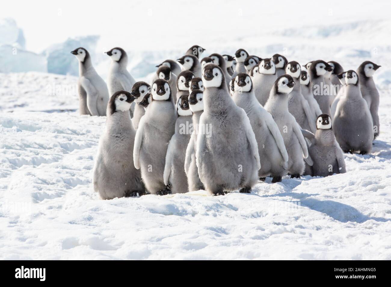 Emperor penguin chick hi-res stock photography and images - Alamy