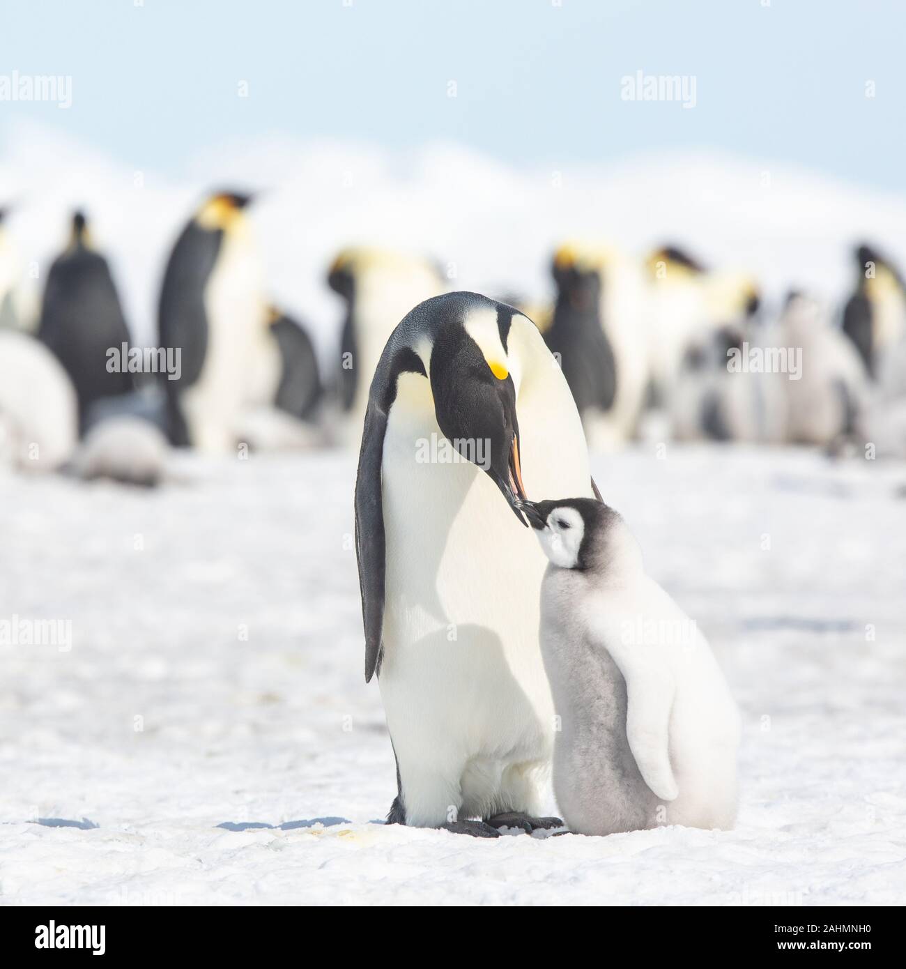 Emperor penguins at snow hill, Antarctica Stock Photo - Alamy