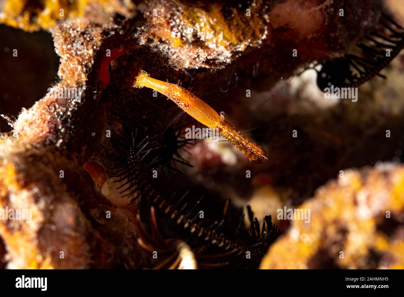 Long nose shrimp, Donald Duck Shrimp, Body length about 20 mm, Leander ...