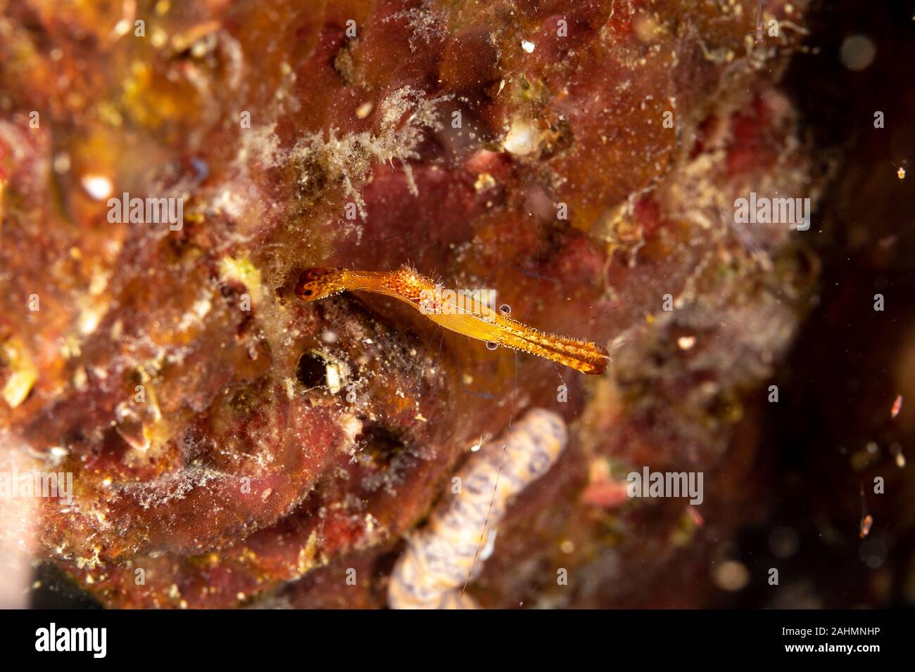 Long nose shrimp, Donald Duck Shrimp, Body length about 20 mm, Leander ...