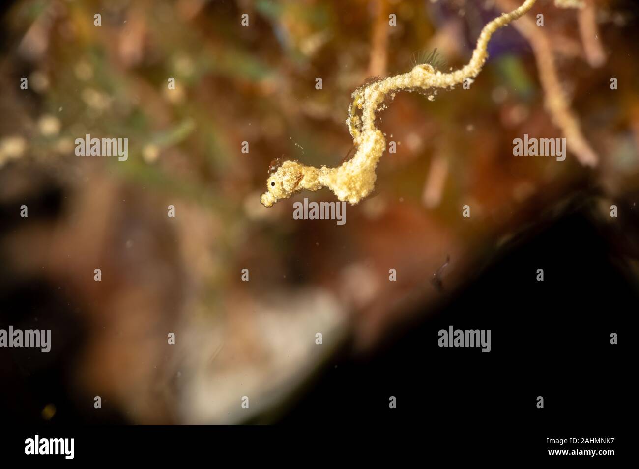 Lembeh Sea Dragon, thread pipefish, Kyonemichthys rumengani, is a ...