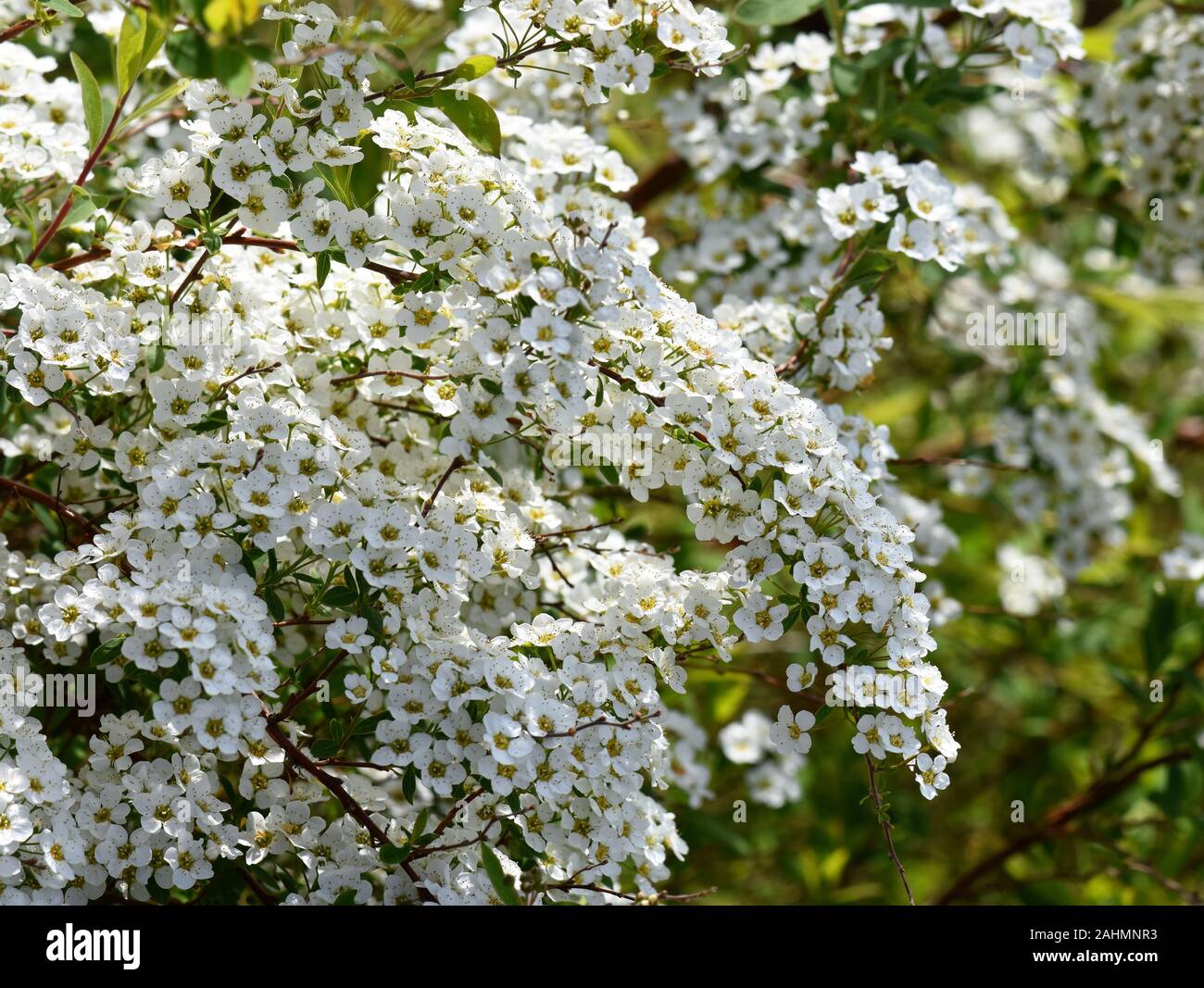 Spirea shrub hi-res stock photography and images - Alamy
