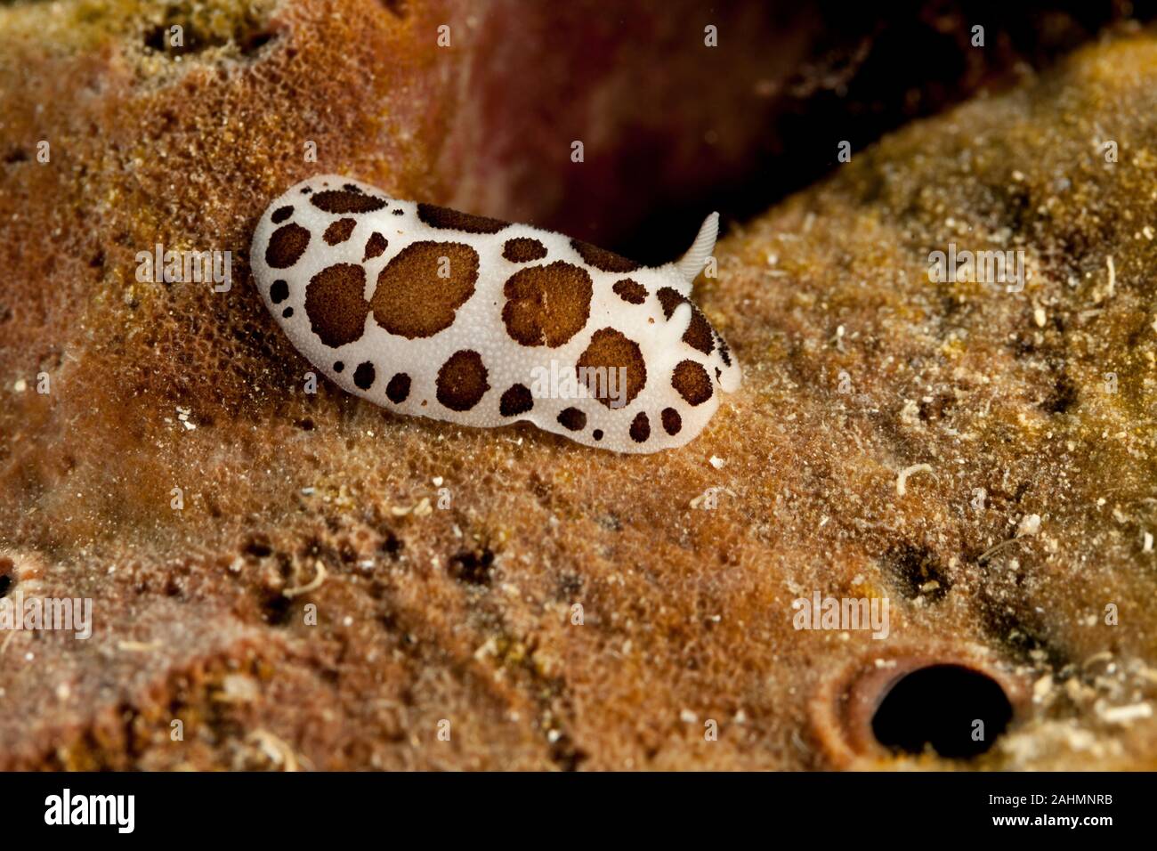 Atromaculata hi-res stock photography and images - Alamy