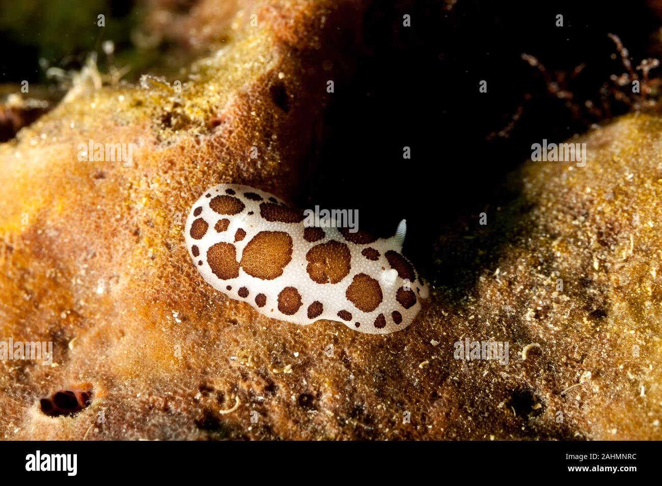 Discodoris atromaculata nudibranch hi-res stock photography and images ...