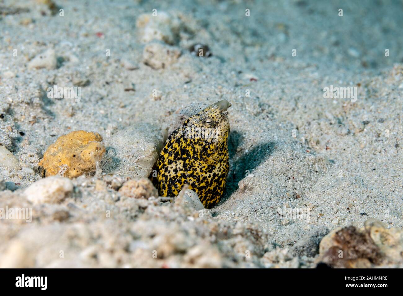 Marbled snake eel, Callechelys marmorata, is a benthic marine fish ...