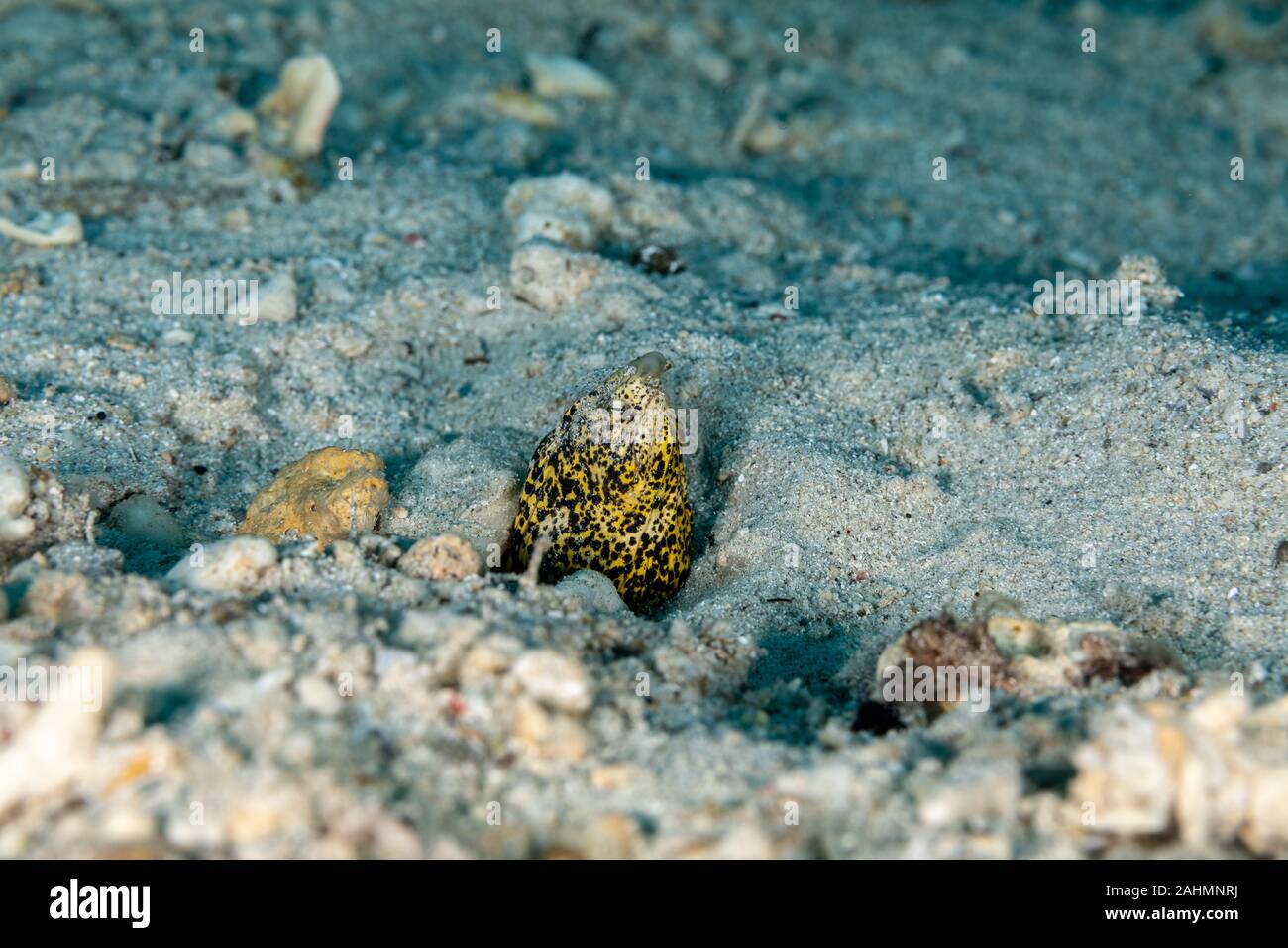 Marbled snake eel, Callechelys marmorata, is a benthic marine fish ...