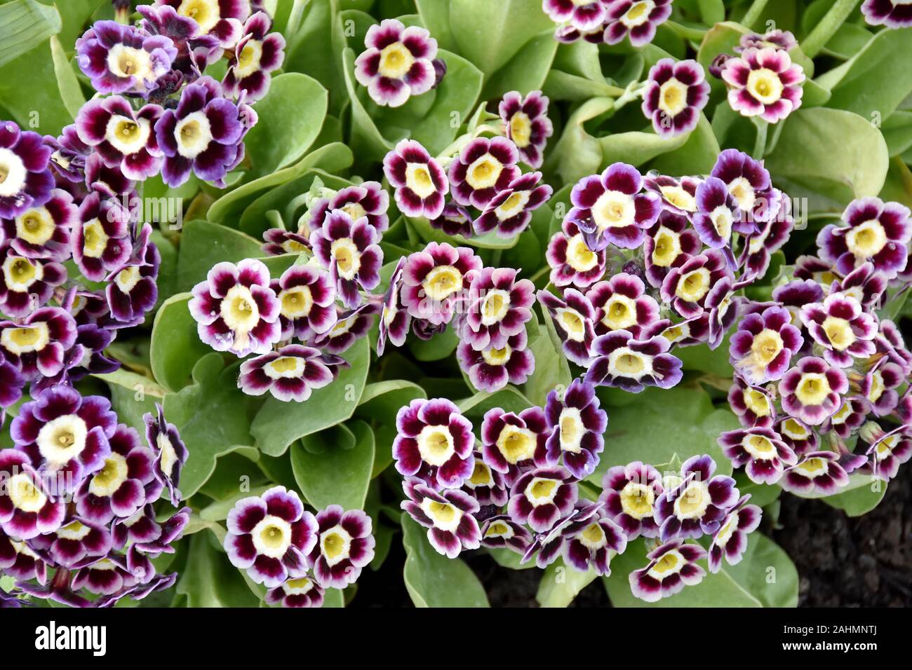 Garden auricula Primula pubescens growing in a garden Stock Photo - Alamy