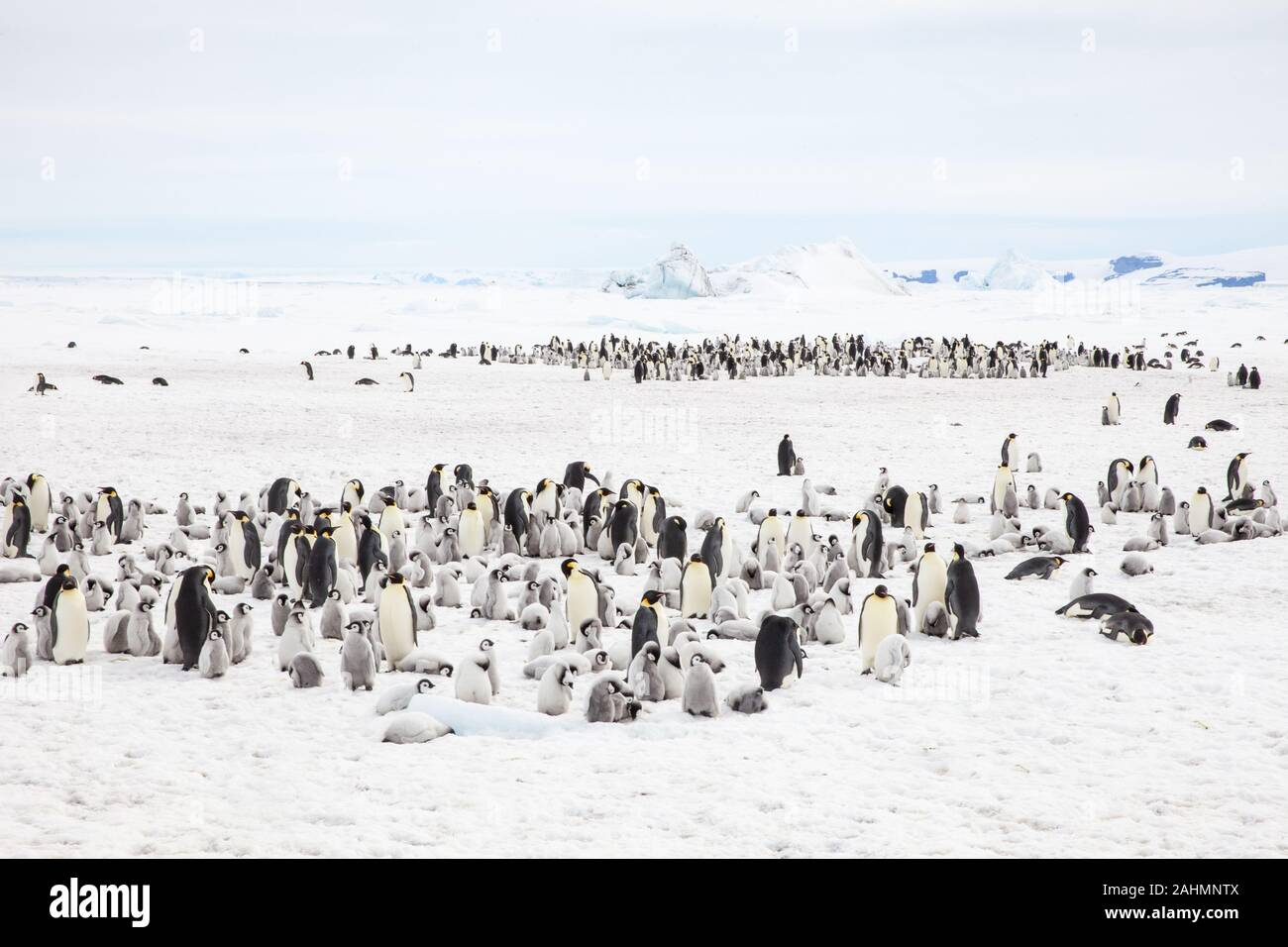 Emperor penguin hi-res stock photography and images - Alamy