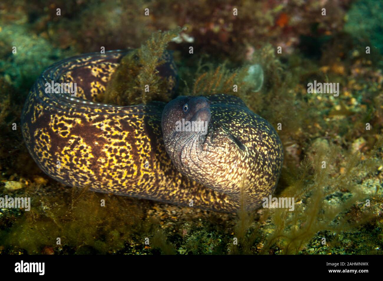 Mediterranean moray, Roman eel, Muraena helena Stock Photo - Alamy