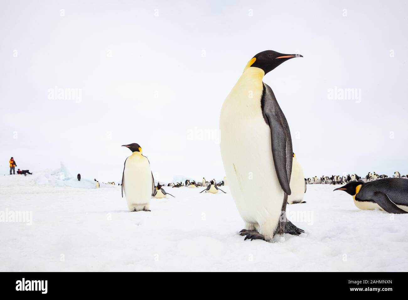 Emperor penguins tourist hi-res stock photography and images - Alamy