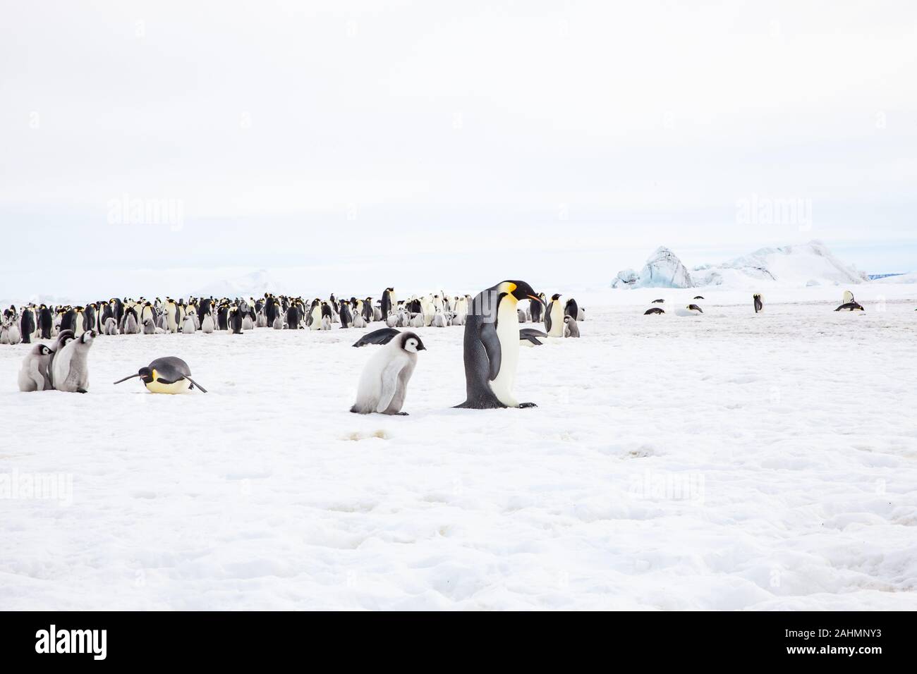 Young emperor penguin chick snow hi-res stock photography and images ...