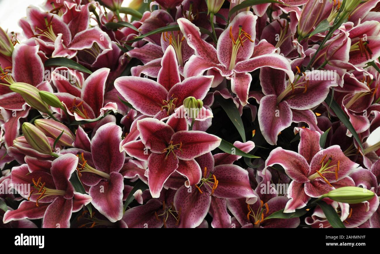 Big red lilies flowering in a garden Stock Photo - Alamy