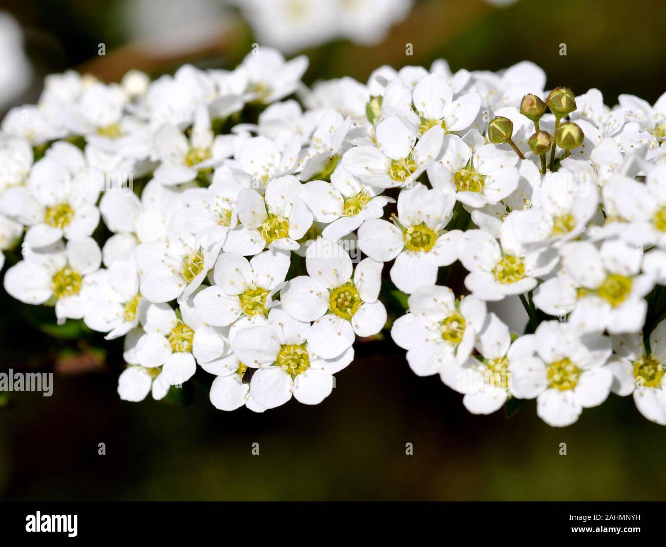 Spirea shrub hi-res stock photography and images - Alamy