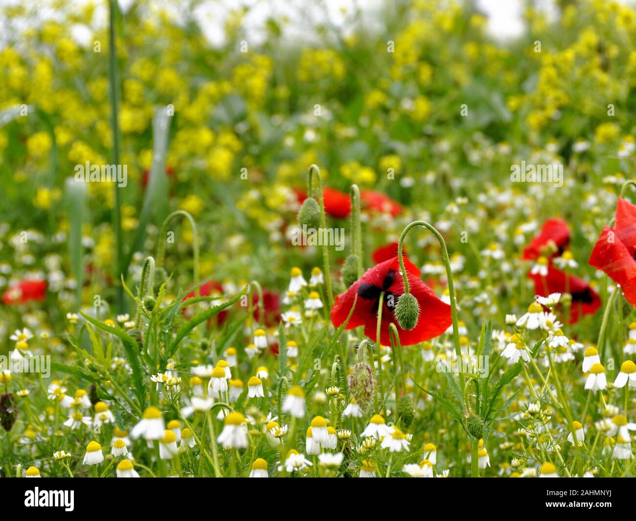 Big Flower Field High Resolution Stock Photography and Images - Alamy