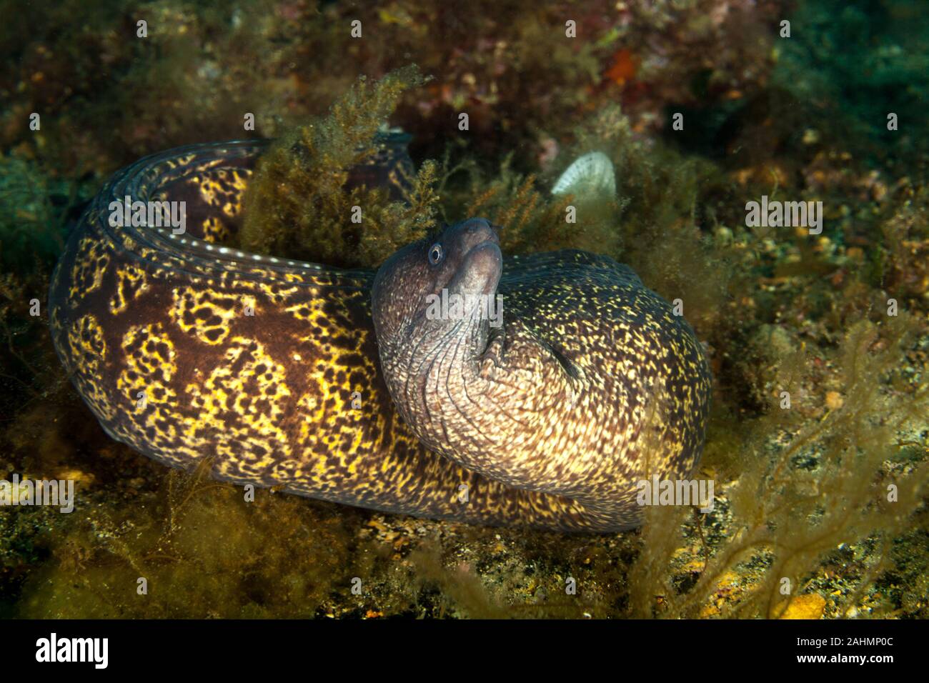 Mediterranean moray, Roman eel, Muraena helena Stock Photo - Alamy