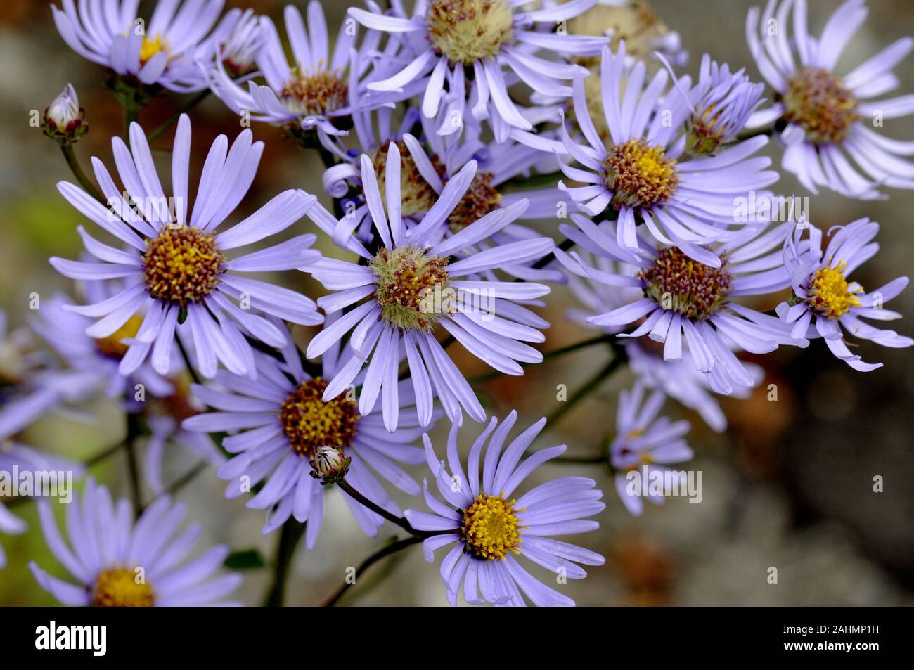 Michaelmas daisy aster hi-res stock photography and images - Alamy