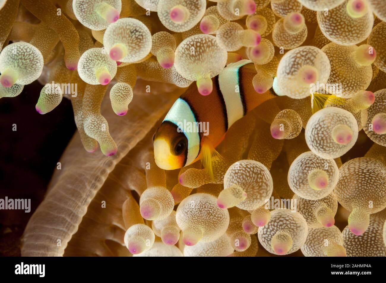 Clownfish or anemonefish are fishes from the subfamily Amphiprioninae ...