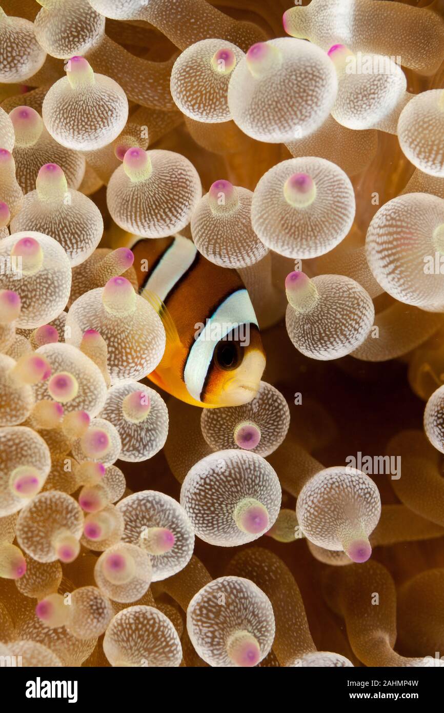 Clownfish or anemonefish are fishes from the subfamily Amphiprioninae ...