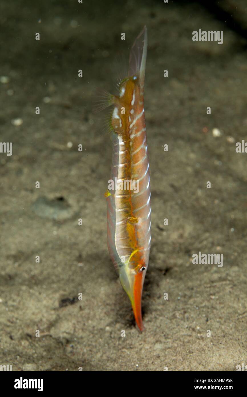 Blue Razorfish High Resolution Stock Photography and Images - Alamy