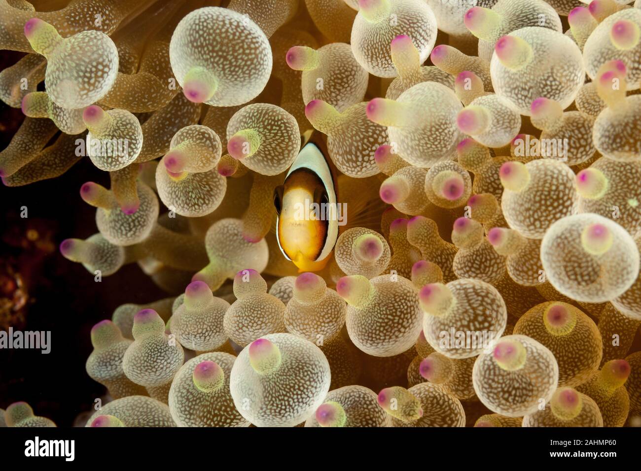 Clownfish or anemonefish are fishes from the subfamily Amphiprioninae ...