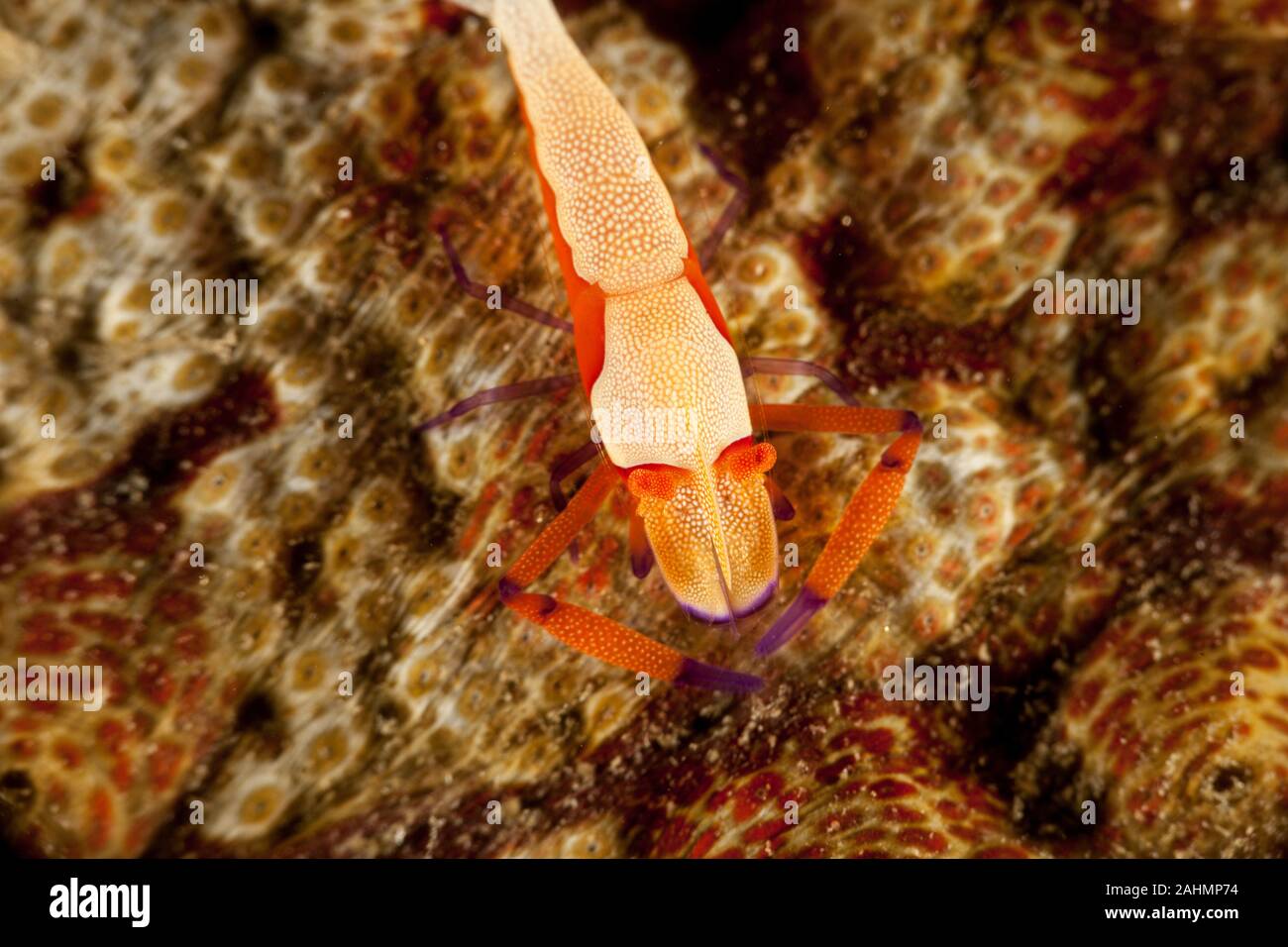Emperor shrimp, Periclimenes imperator Stock Photo - Alamy