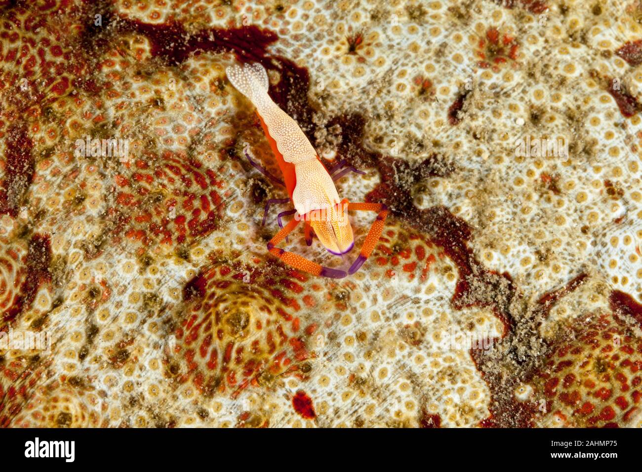 Emperor shrimp, Periclimenes imperator Stock Photo - Alamy