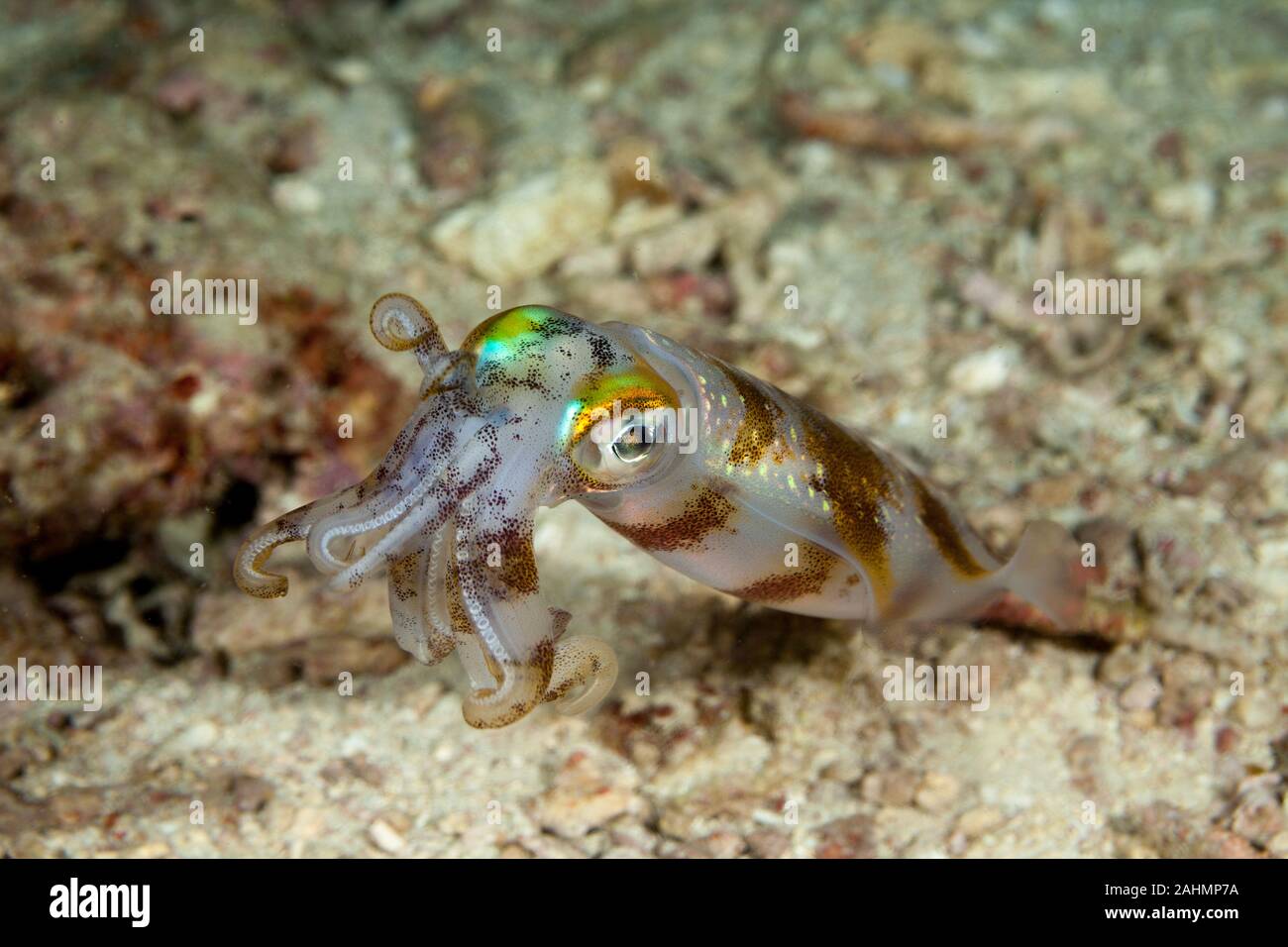 Bigfin reef squid, Sepioteuthis lessoniana Stock Photo - Alamy