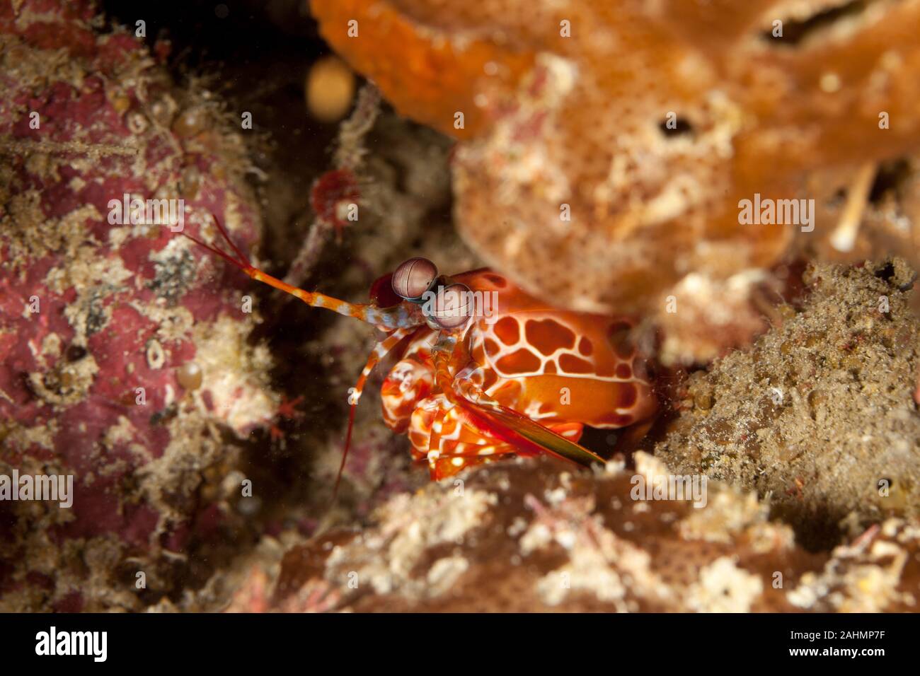 Peacock mantis shrimp, harlequin mantis shrimp, painted mantis shrimp ...