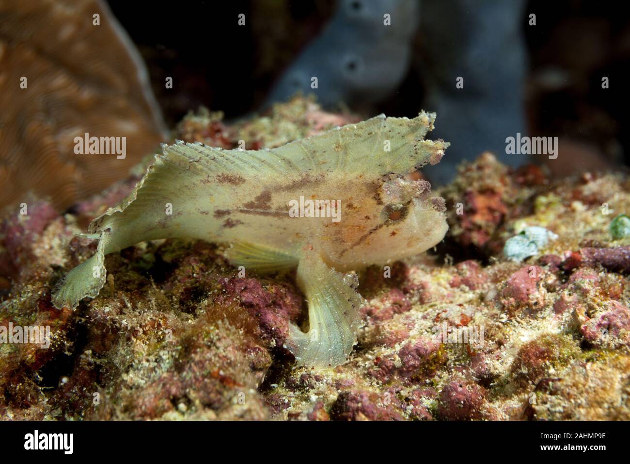 Leaf scorpionfish, Taenianotus triacanthus Stock Photo - Alamy