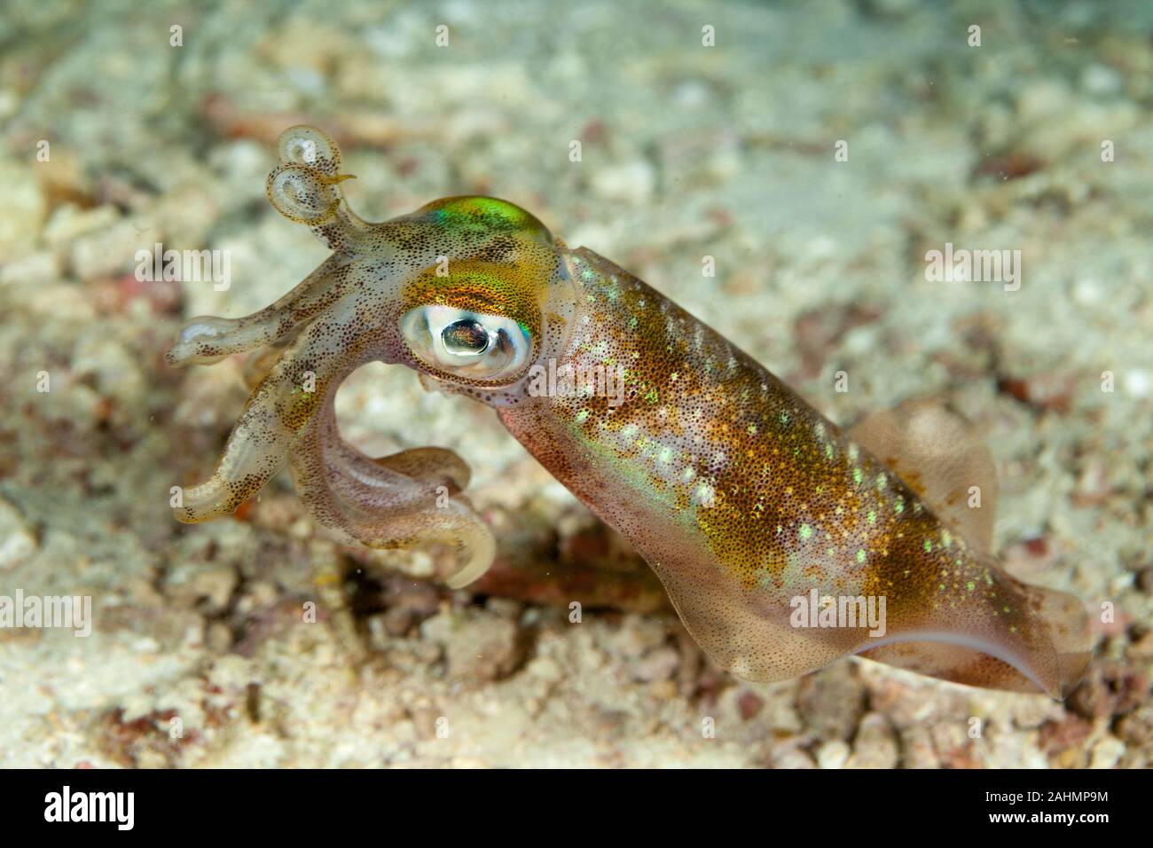 Bigfin reef squid, Sepioteuthis lessoniana Stock Photo - Alamy