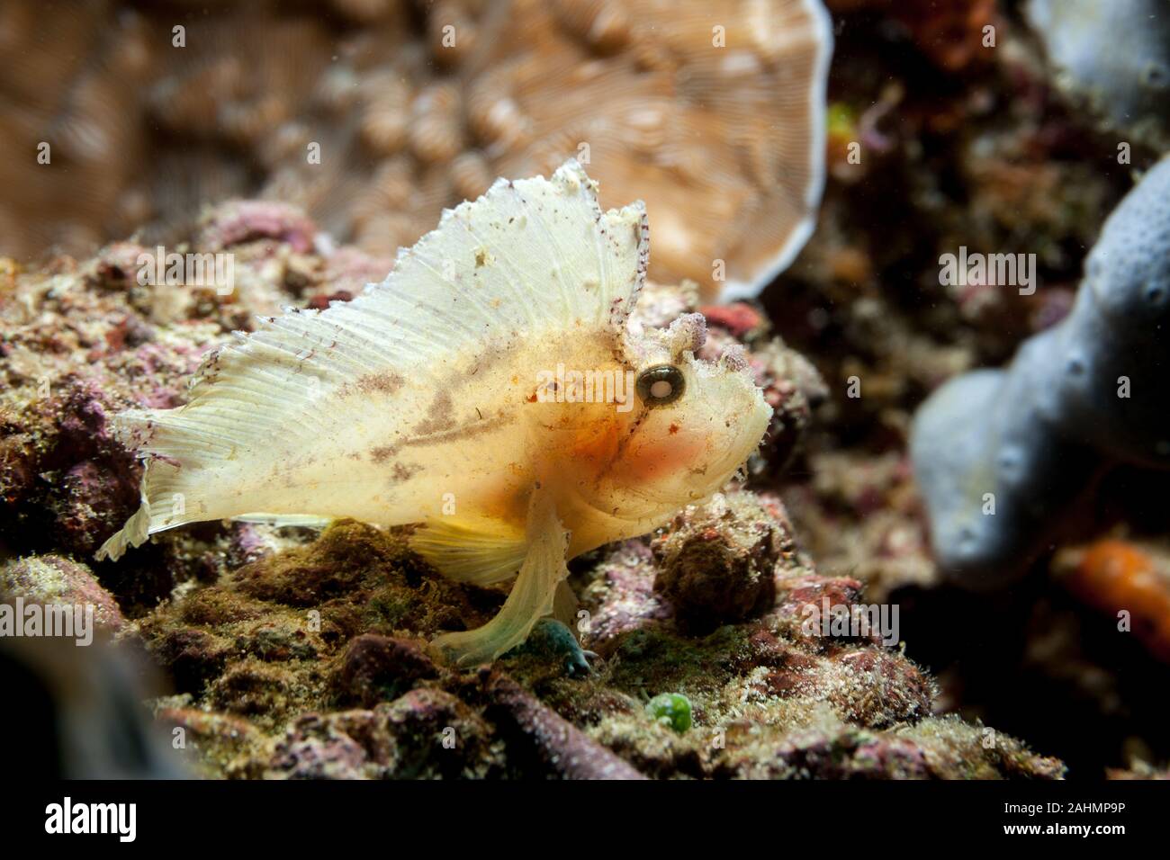 Purple scorpionfish hi-res stock photography and images - Alamy