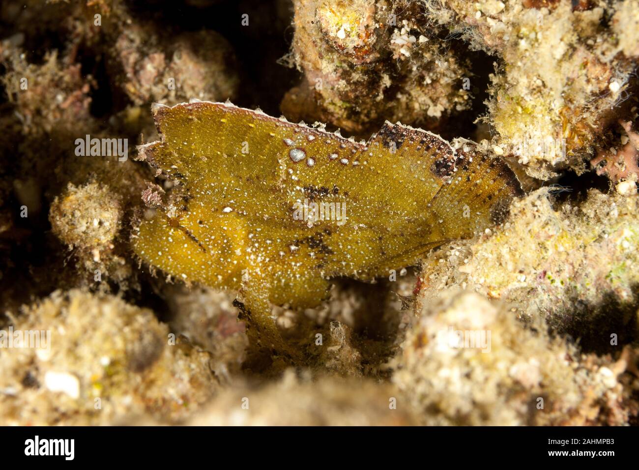 Purple scorpionfish hi-res stock photography and images - Alamy
