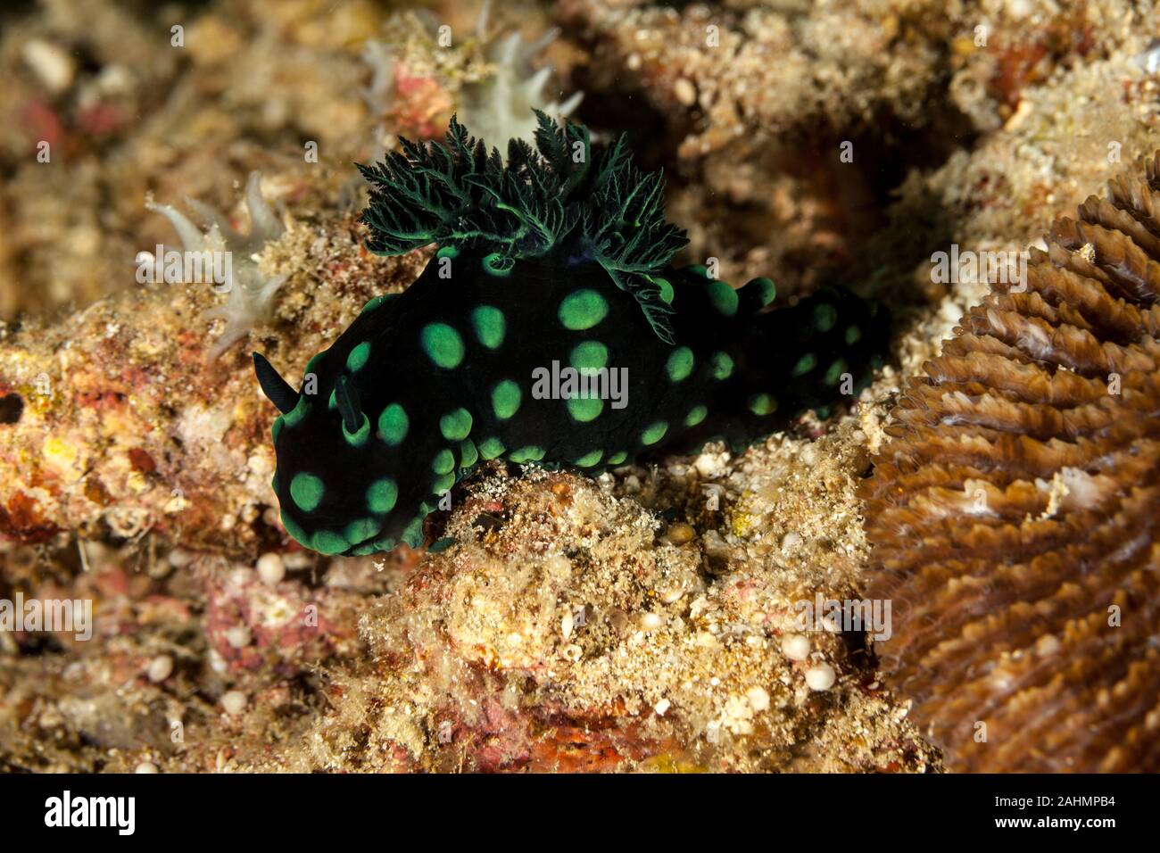 colourful sea slug, a polycerid nudibranch, Nembrotha cristata Stock ...