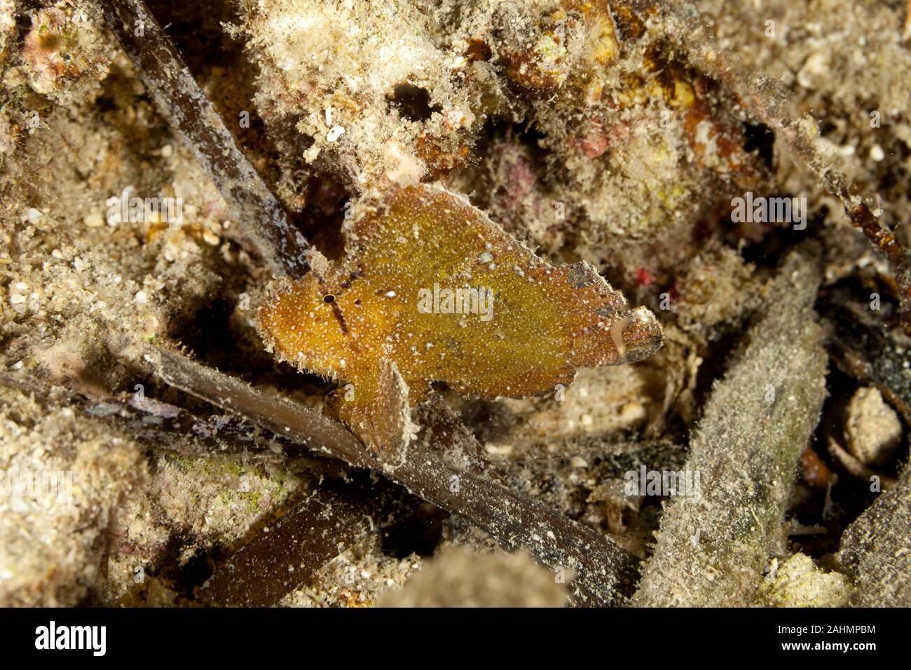 Purple scorpionfish hi-res stock photography and images - Alamy