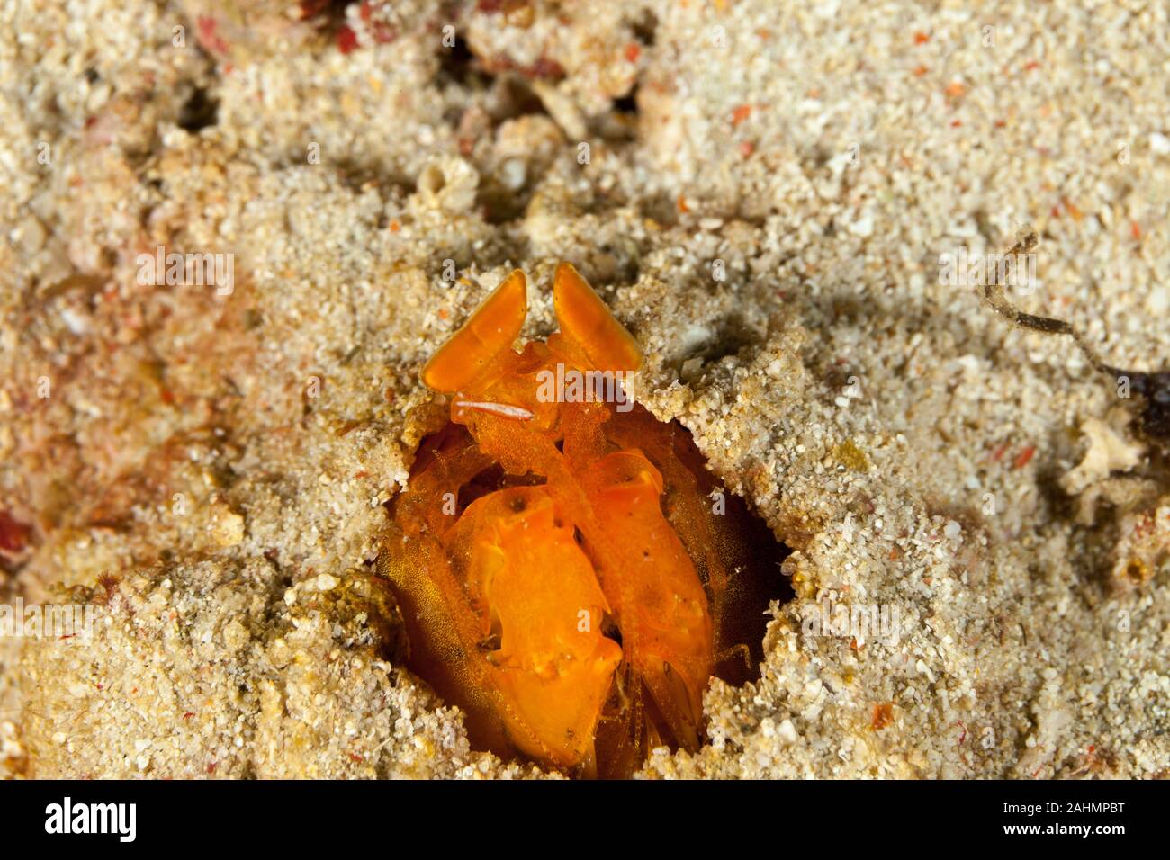Golden Mantis Shrimp hiding in the sand, Lysiosquilloides mapia Stock ...
