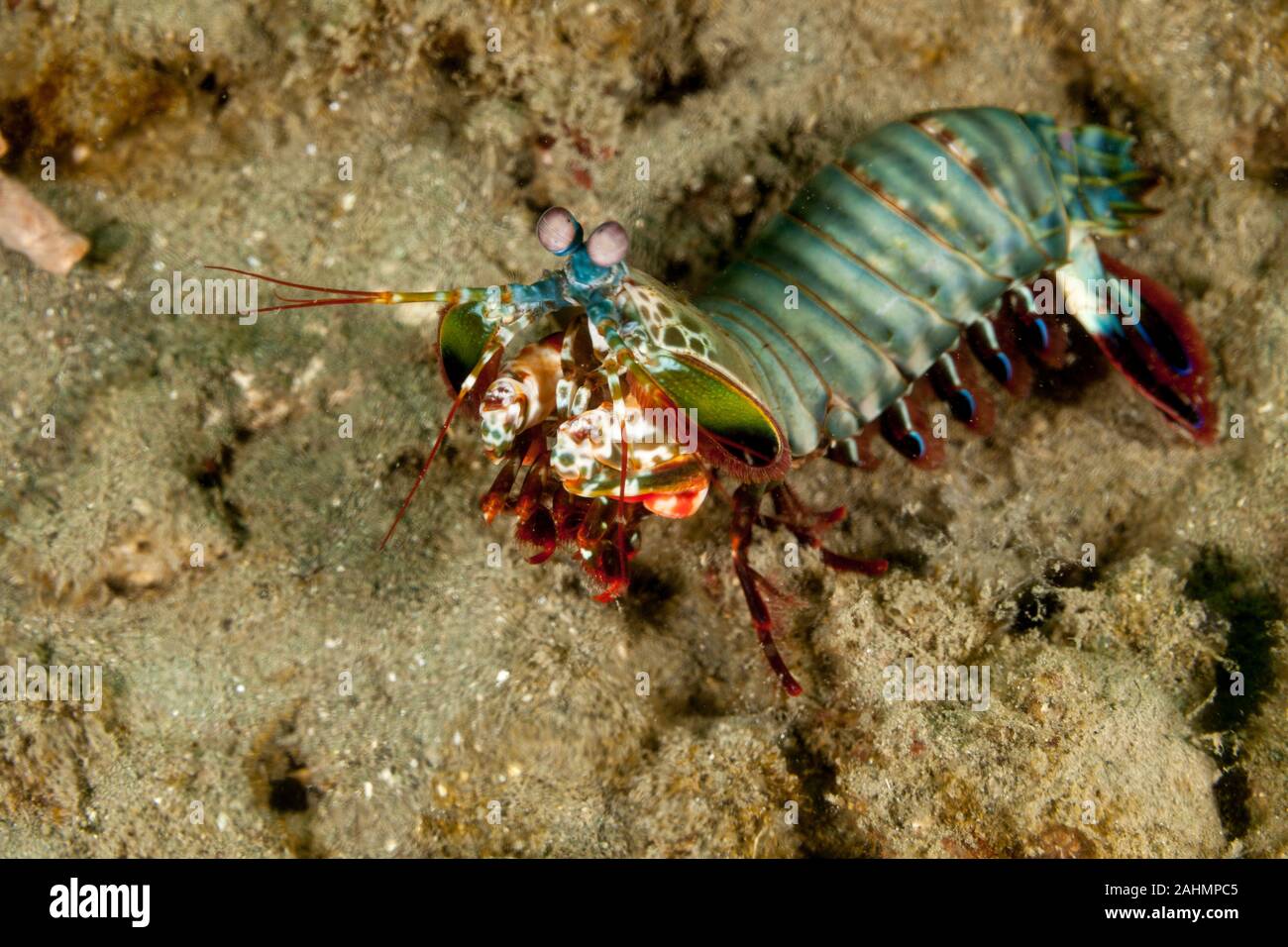 Peacock mantis shrimp, harlequin mantis shrimp, painted mantis shrimp ...