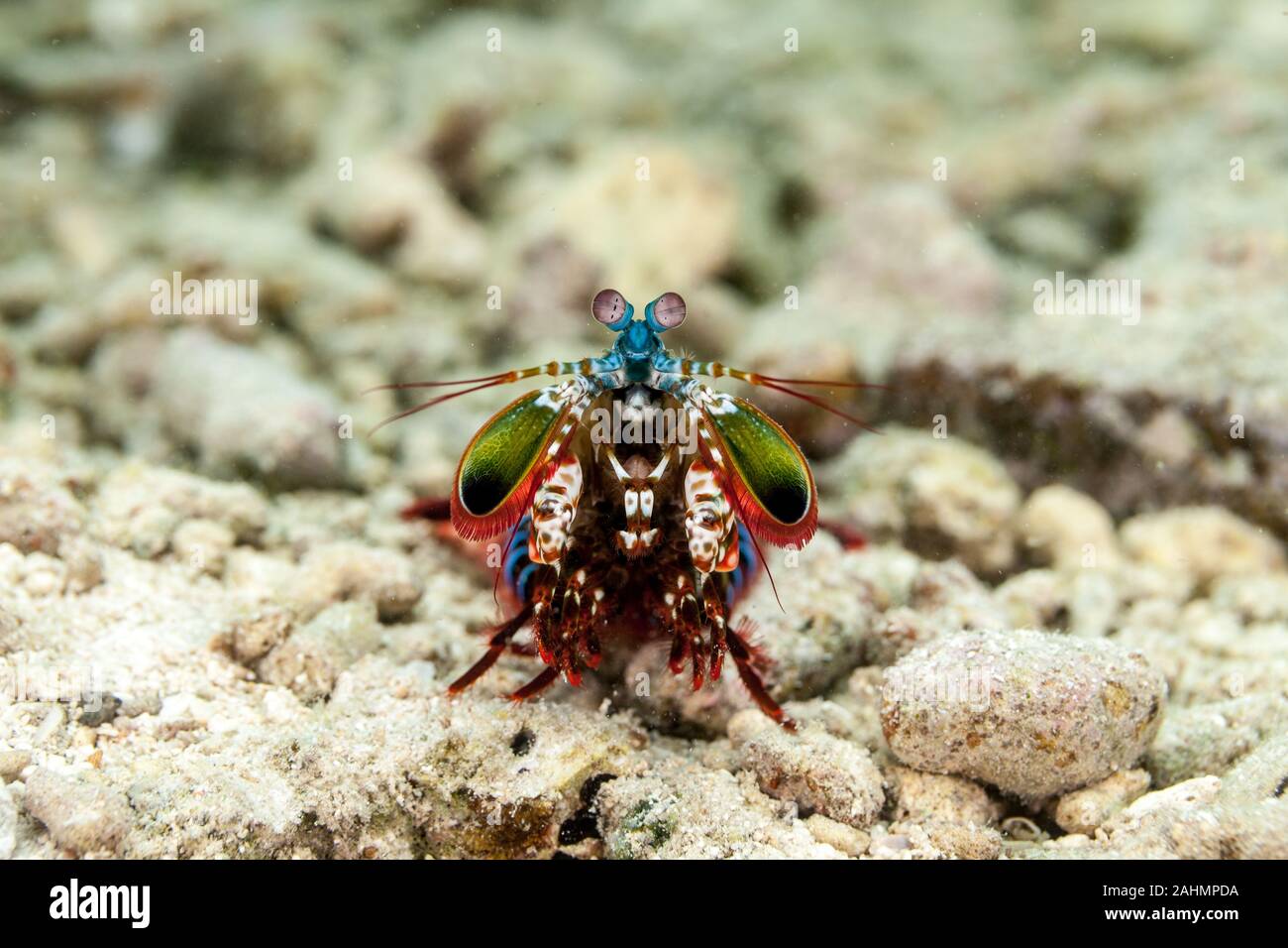 Peacock mantis shrimp, harlequin mantis shrimp, painted mantis shrimp ...