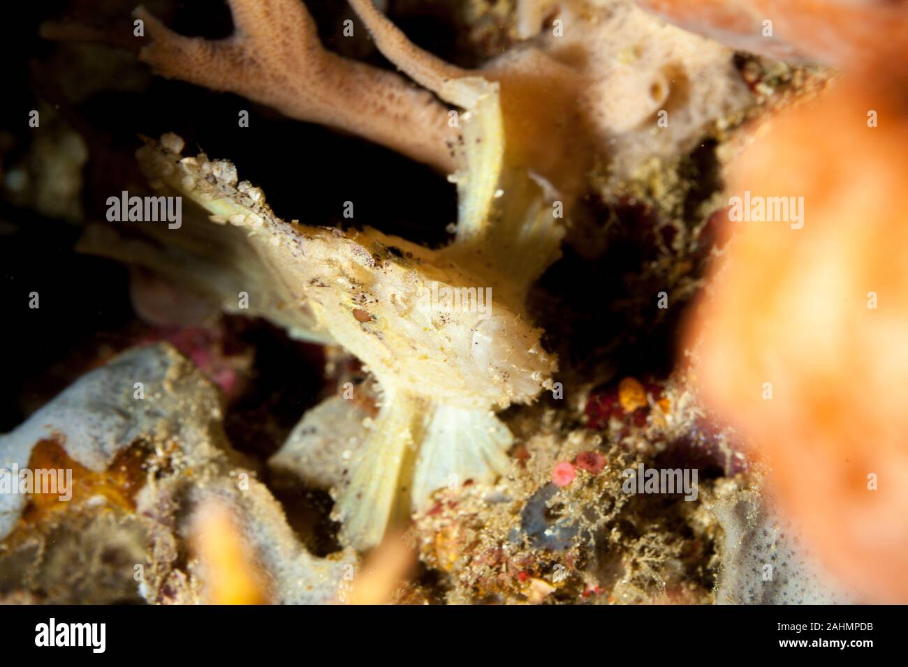 Purple scorpionfish hi-res stock photography and images - Alamy