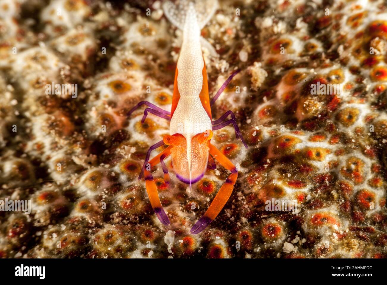 Emperor shrimp, Periclimenes imperator Stock Photo - Alamy