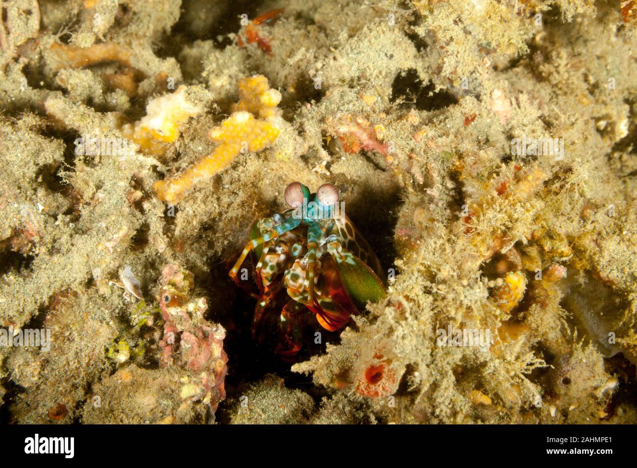 Peacock mantis shrimp, harlequin mantis shrimp, painted mantis shrimp ...