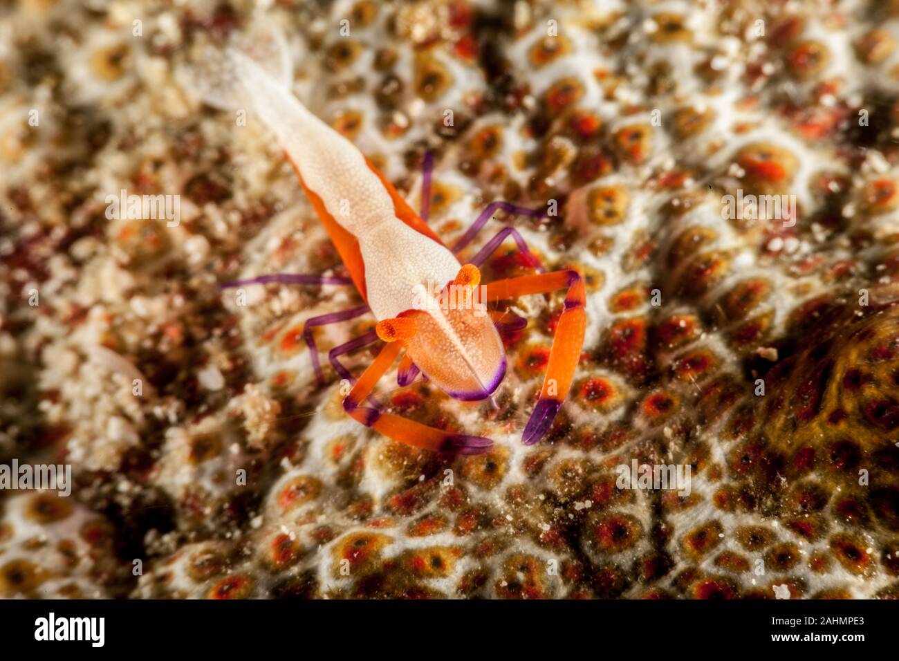 Emperor shrimp, Periclimenes imperator Stock Photo - Alamy
